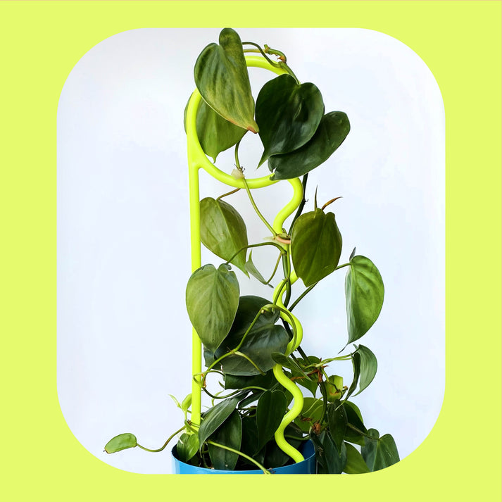 Neon Noodle Plant Pin – youluckythings